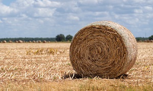 Forage Testing - Galveston