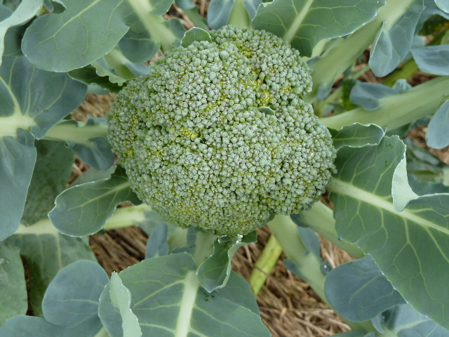 Cole Crazy: Broccoli For a Fall and Winter Garden - Galveston