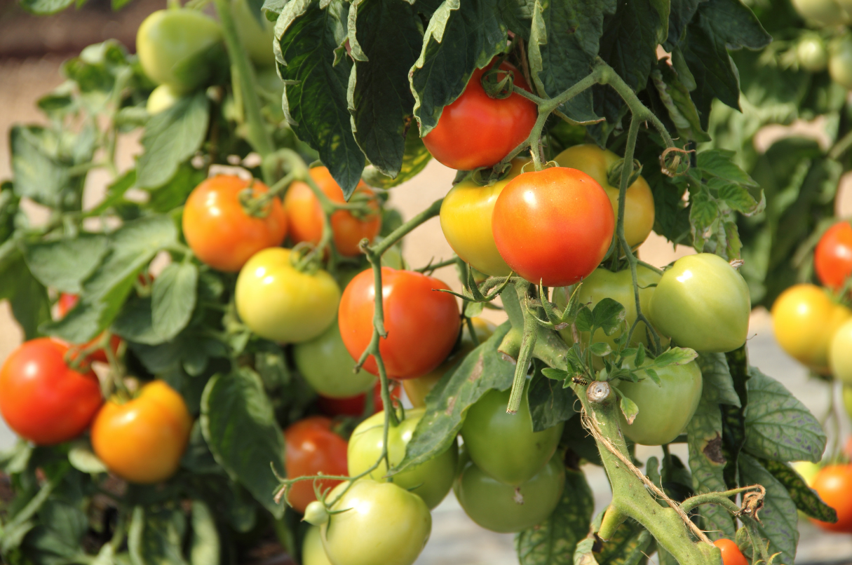 Vegetable Garden Series: Tomato Stress Management, Pt. 3 of 3 - Galveston