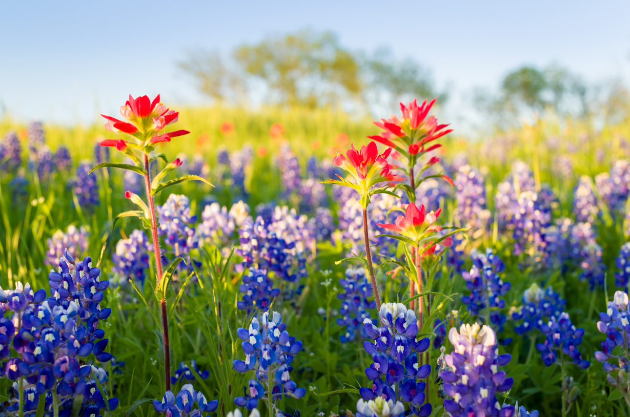 Texas Superstar® Plant Series: You Too Can Be A Superstar Gardener ...